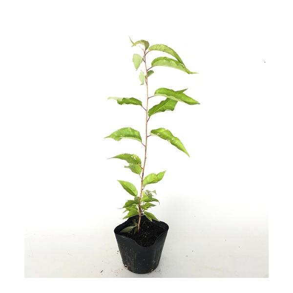 ヤマザクラ 樹高0.5m前後 10.5cmポット （ 単 品 ）  苗 植木 苗木 庭  やまざくら 山桜   お得な【送料無料】セット商品も販売中。↑<br>
