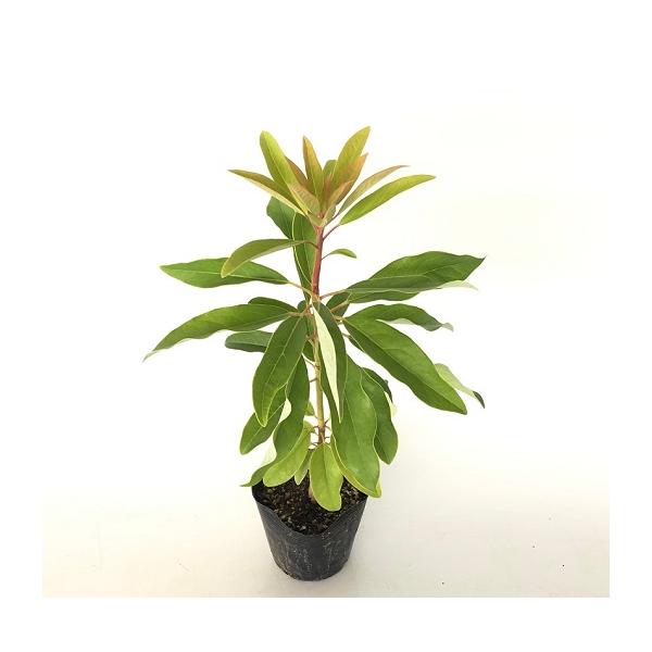 ユズリハ 樹高0.3m前後 10.5cmポット （10本セット）（送料無料）  苗 植木 苗木   ゆずりは ユズリハ