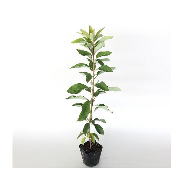 ユズリハ 樹高0.5m前後 10.5cmポット （10本セット）（送料無料）  苗 植木 苗木   ゆずりは ユズリハ