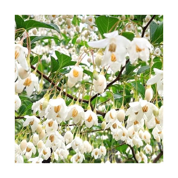 エゴノキ 樹高0.3m前後 10.5cmポット （10本セット）（送料無料）  苗 植木 苗木 庭  えごのき