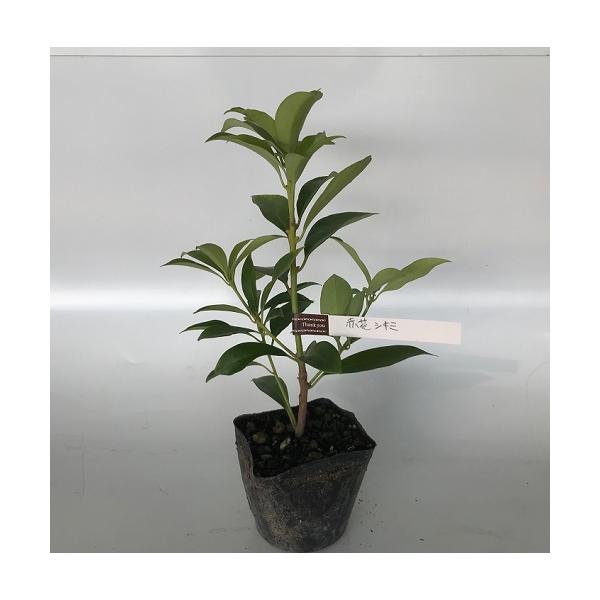 イリシウム 赤花シキミ 樹高0.4m前後 18cmポット （ 単 品 ）（送料無料） ヘンリー 苗 植木 苗木 庭  あかばなしきみ　 赤花シキミ