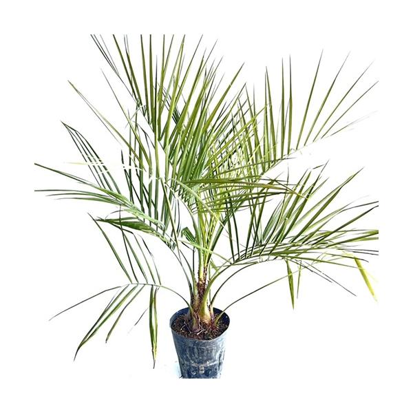 ココスヤシ 0.8m前後 24cmポット （2本セット）（送料無料）  苗 植木 苗木 庭  ここすやし ココスヤシ