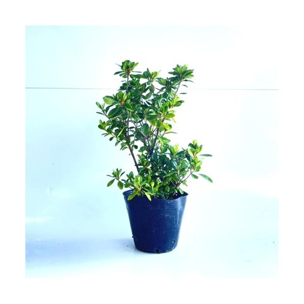 クルメツツジ（白） 樹高0.3m前後 15cmポット （ 単 品 ）  苗 植木 苗木 庭  くるめつつじ 久留米ツツジ 久留米つつじ   お得な【送料無料】セット商品も販売中。↑<br>