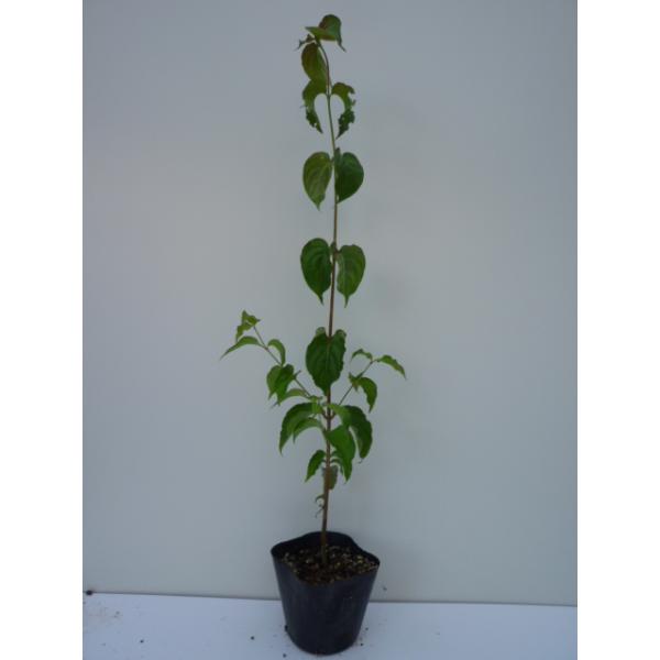 ヤマボウシ 樹高0.3m前後 10.5cmポット （10本セット）（送料無料）  苗 植木 苗木 庭  やまぼうし 山法師