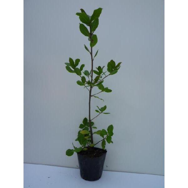 ウバメガシ 樹高0.4m前後 10.5cmポット （10本セット）（送料無料）  苗 植木 苗木 庭  うばめがし 姥目樫