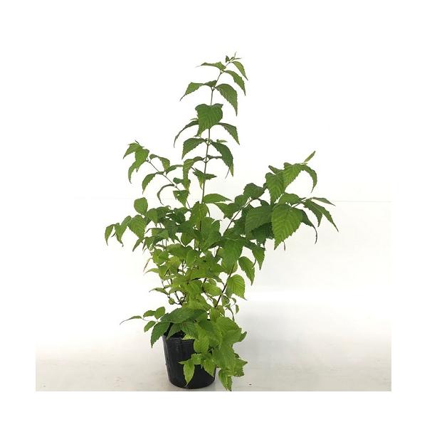 シロヤマブキ 樹高0.4m前後 13.5cmポット （20本セット）（送料無料）  苗 植木 苗木 庭  落葉樹 白山吹