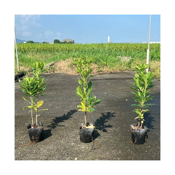 トベラ 樹高0.3m前後 10.5cmポット （ 単 品 ）（送料無料）  苗 植木 苗木 庭  とべら ナチュラル