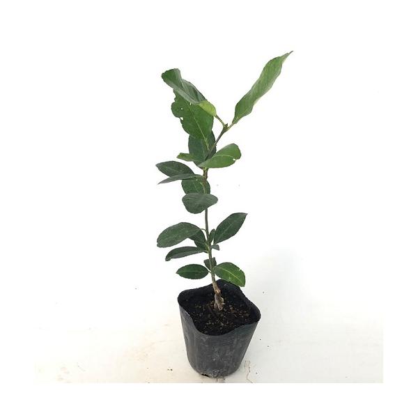 レモン スイートレモネード 樹高0.2m前後 9.0cmポット （ 単 品 ） お手軽にベランダでも 苗 植木 苗木 庭 果樹苗 果樹 木 柑橘 れもん すいーとれもねーど スイートレモネード   お得な【送料無料】セット商品も販売中。↑&...