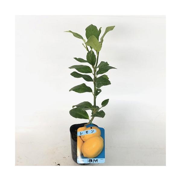 レモン 瀬戸内レモン(広島) 樹高0.2m前後 9.0cmポット （ 単 品 ） ベランダでも  植木 苗木 庭 果樹苗 柑橘 せとうち セトウチ   お得な【送料無料】セット商品も販売中。↑<br>