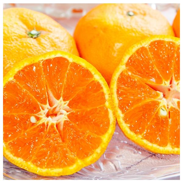 ミカン ナツミ みかん 南津海 樹高0.2m前後 9.0cmポット （5本セット）（送料無料） お手軽にベランダでも 苗 植木 苗木 庭 果樹苗 果樹 木 柑橘 みかん なつみ なつみ 南津海