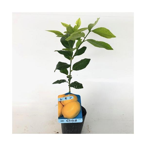 レモン ビアフランカ トゲなしレモン 樹高0.2m前後 9.0cmポット （ 単 品 ） ベランダでも 苗 植木 苗木 庭 果樹苗 柑橘 びあふらんか とげなし   お得な【送料無料】セット商品も販売中。↑<br>