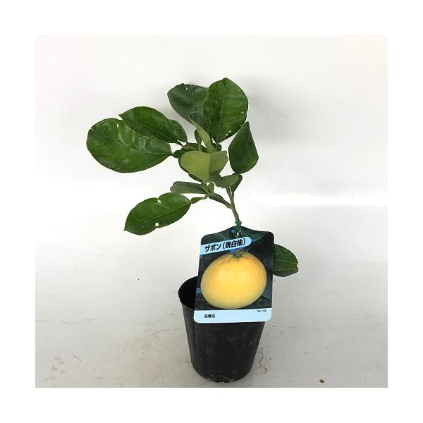 ザボン バンペイユ 晩白柚(ばんぺいゆ) 樹高0.2m前後 9.0cmポット （ 単 品 ）  苗 植木 苗木 庭 果樹苗 果樹 木 柑橘 ザボン バンペイユ 晩白柚 ばんぺいゆ   お得な【送料無料】セット商品も販売中。↑<br>