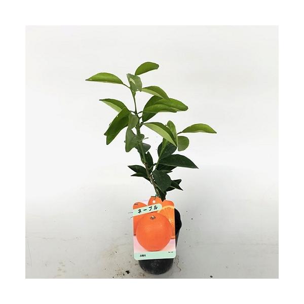 ネーブルオレンジ 樹高0.2m前後 9.0cmポット （ 単 品 ） お手軽にベランダでも 苗 植木 苗木  果樹苗 果樹 木 柑橘 ねーぶるおれんじ オレンジ   お得な【送料無料】セット商品も販売中。↑<br>