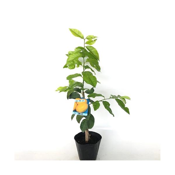 レモン 瀬戸内レモン(広島) 樹高0.5m前後 15cmポット （ 単 品 ）（送料無料） ベランダでも  植木 苗木 庭 果樹苗 柑橘 せとうち セトウチ