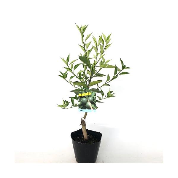 スダチ 樹高0.5m前後 15cmポット （ 単 品 ）  苗 植木 苗木 庭 果樹苗 果樹 木 柑橘 すだち 酢橘   お得な【送料無料】セット商品も販売中。↑<br>
