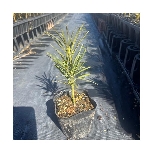 ラカンマキ 樹高0.15m前後 10.5cmポット （50本セット）（送料無料）  苗 植木 苗木 庭  らかんまき 羅漢槙