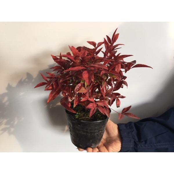 オタフクナンテン 樹高0.2m前後 12cmポット （ 単 品 ）（送料無料）  苗 植木 苗木   おたふくなんてん おたふく南天 お多福南天