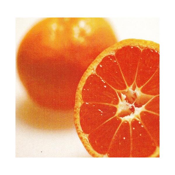 ウンシュウミカン（小原紅早生）  樹高0.5m前後 15cmポット （ 単 品 ） お手軽にベランダでも 苗 植木 苗木 庭 果樹苗 果樹 木 柑橘 みかん ミカン 温州みかん   お得な【送料無料】セット商品も販売中。↑<br>