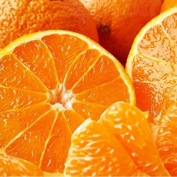 オレンジ みかん 不知火 デコポン 樹高0.6m前後 15cmポット （ 単 品 ） お手軽にベランダでも 苗 植木 苗木  果樹苗 果樹 木 柑橘 みかん デコポン 不知火   お得な【送料無料】セット商品も販売中。↑<br>