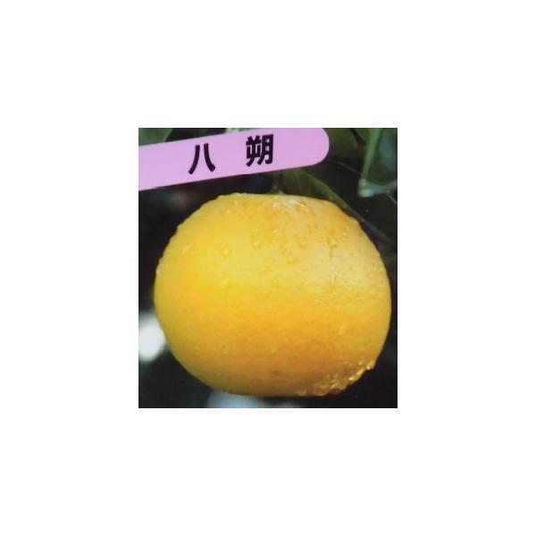 ハッサク 樹高0.2m前後 9.0cmポット （ 単 品 ） お手軽にベランダでも 苗 植木 苗木  果樹苗 果樹 木 柑橘 はっさく 八朔   お得な【送料無料】セット商品も販売中。↑<br>