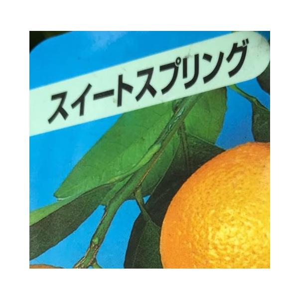 スイートスプリング 樹高0.5m前後 15cmポット （2本セット）（送料無料） お手軽にベランダでも  植木 苗木 庭 果樹苗 果樹 木 柑橘 甘夏　あまなつ アマナツ