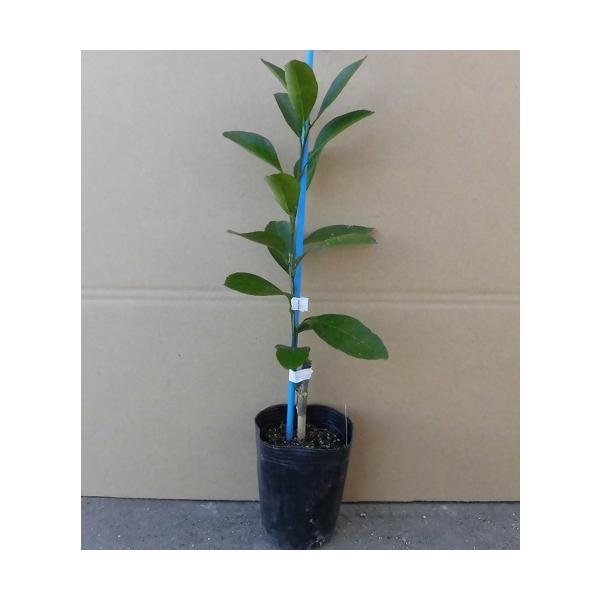 清見オレンジ 樹高0.5m前後 15cmポット （ 単 品 ） お手軽にベランダでも  植木 苗木 庭 果樹苗 果樹 木 柑橘 きよみおれんじ みかん　オレンジ   お得な【送料無料】セット商品も販売中。↑<br>