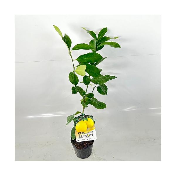 レモン トゲなしマイヤー 樹高0.5m前後 15cmポット （ 単 品 ） お手軽にベランダでも  植木 苗木 庭 果樹苗 果樹 木 柑橘 マイヤーレモン 檸檬   お得な【送料無料】セット商品も販売中。↑<br>