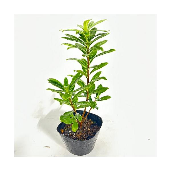 ジンチョウゲ 樹高0.2m前後 13.5cmポット （ 単 品 ）（送料無料） 植木 苗木 庭 苗木   じんちょうげ 沈丁花