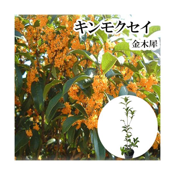 キンモクセイ 樹高0.2m前後 10.5cmポット （2本セット）（送料無料）  苗 植木 苗木   きんもくせい  金木犀