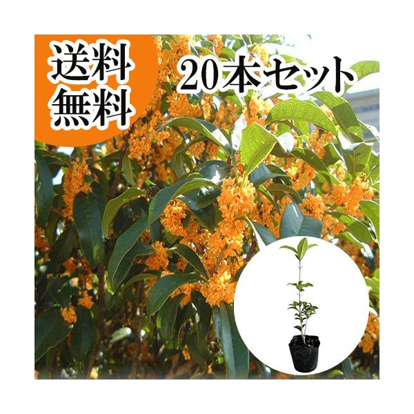 キンモクセイ 樹高0.4m前後 10.5cmポット （20本セット）（送料無料）  苗 植木 苗木   きんもくせい  金木犀