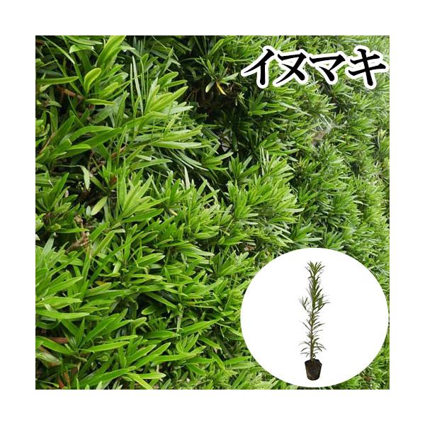 イヌマキ 樹高0.3m前後 10.5cmポット （ 単 品 ）  苗 植木 苗木 庭  いぬまき 犬槇   お得な【送料無料】セット商品も販売中。↑<br>
