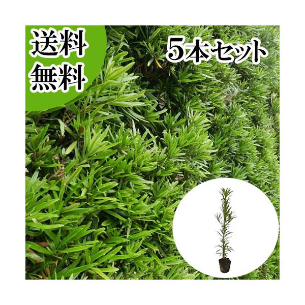 イヌマキ 樹高0.3m前後 10.5cmポット （5本セット）（送料無料）  苗 植木 苗木 庭  いぬまき 犬槇