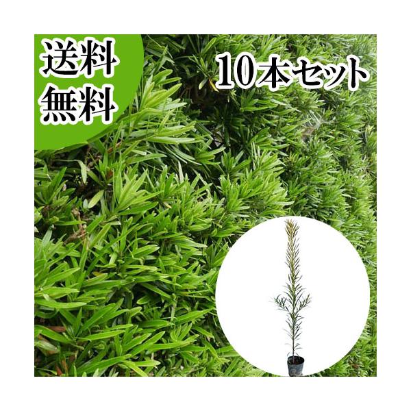 イヌマキ 樹高0.3m前後 10.5cmポット （10本セット）（送料無料）  苗 植木 苗木   いぬまき 犬槇