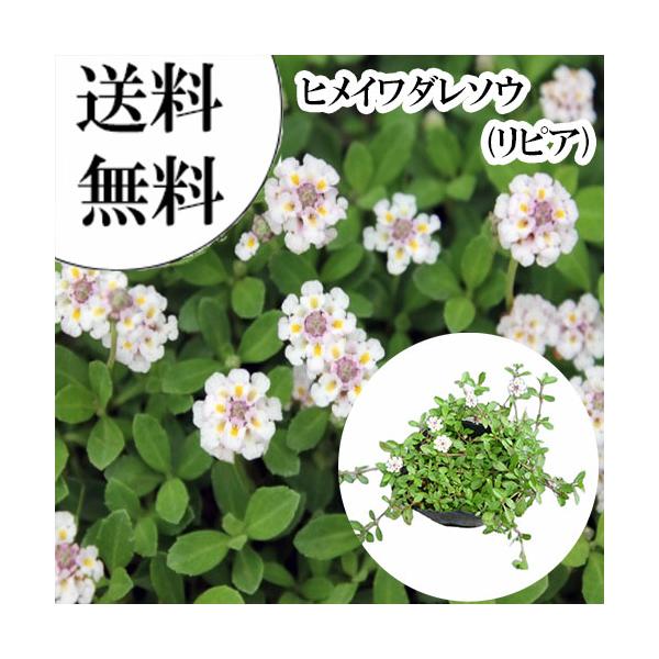 リピア（ヒメイワダレソウ） / 9.0cmポット （ 単 品 ）（送料無料）  苗 植木 苗木  グランドカバー りぴあ（ひめいわだれそう） 岩垂草