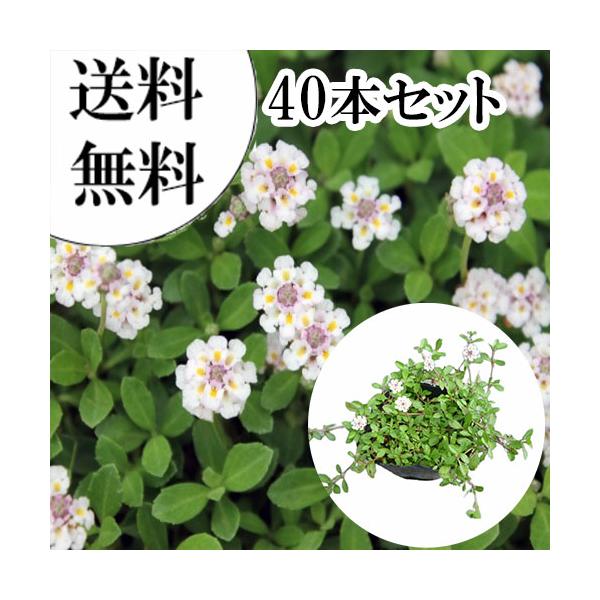 リピア（ヒメイワダレソウ） / 9.0cmポット （40本セット）（送料無料）  苗 植木 苗木  グランドカバー りぴあ（ひめいわだれそう） 岩垂草
