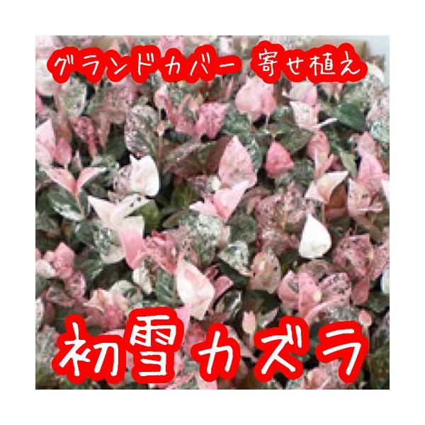 ハツユキカズラ / 9.0cmポット （3本セット）（送料無料）  苗 植木 苗木  グランドカバー はつゆきかずら はつゆきかずら 初雪カヅラ