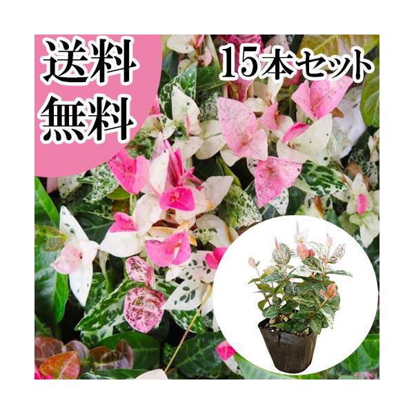 ハツユキカズラ / 9.0cmポット （15本セット）（送料無料）  苗 植木 苗木 庭 グランドカバー はつゆきかずら はつゆきかずら 初雪カヅラ
