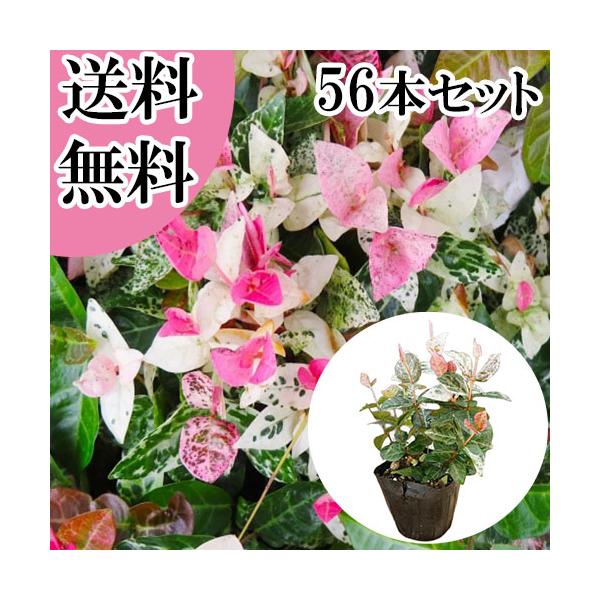 ハツユキカズラ / 9.0cmポット （56本セット）（送料無料）  苗 植木 苗木  グランドカバー はつゆきかずら はつゆきかずら 初雪カヅラ