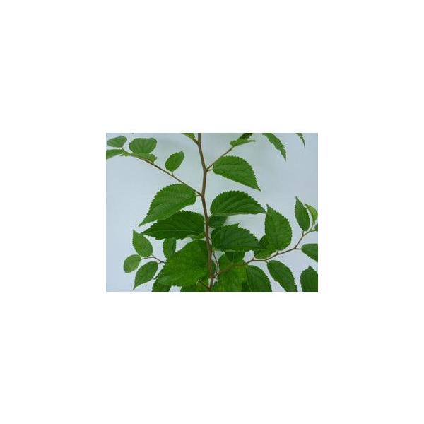 エノキ 樹高0.5m前後 10.5cmポット （ 単 品 ）  苗 植木 苗木 庭  えのき 榎   お得な【送料無料】セット商品も販売中。↑<br>