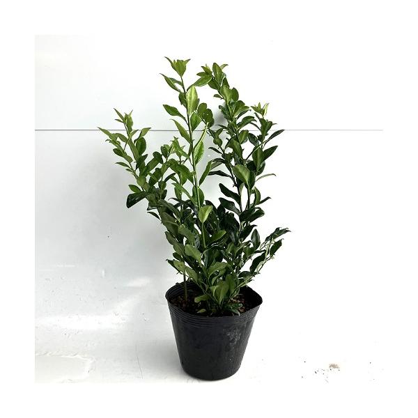 サルココッカ (大) 樹高0.3m前後 15cmポット （ 単 品 ）  苗 植木 苗木 庭  さるここっか スウィートボックス   お得な【送料無料】セット商品も販売中。↑<br>