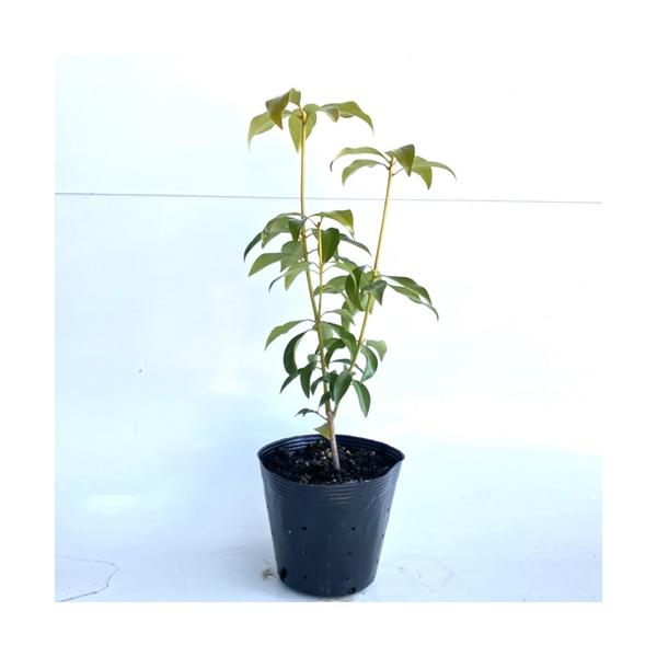 シキミ 樹高0.4m前後 15cmポット （ 単 品 ）  シキミの苗 植木 苗木 庭  しきみ シキビ しきび 樒 櫁   お得な【送料無料】セット商品も販売中。↑<br>