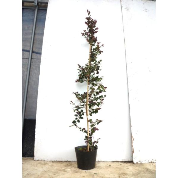 トキワマンサク（赤葉赤花） 樹高1.0m前後 15cmポット （ 単 品 ）（送料無料）  苗 植木 苗木 庭  ときわまんさく（赤葉赤花） ベニバナトキワマンサク  <br><br>【送料無料】セット商品も販売中。...