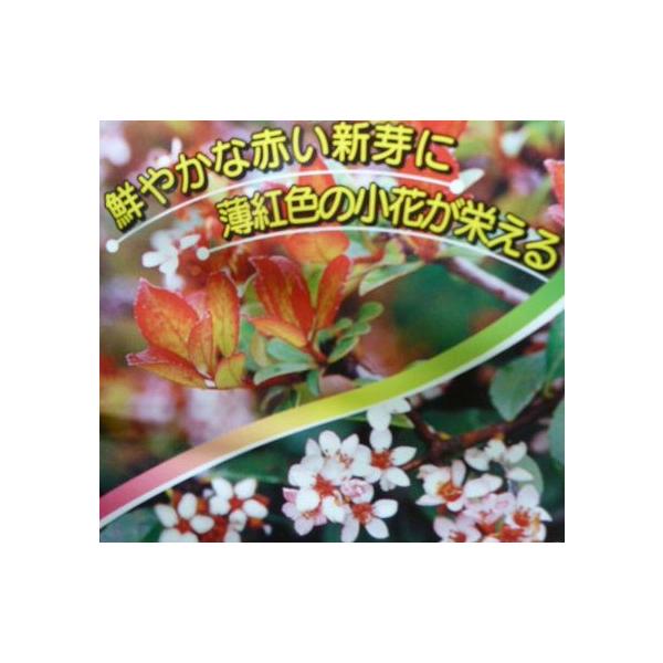 ヒメシャリンバイ 樹高0.4m前後 15cmポット （ 単 品 ）  苗 植木 苗木 庭  ひめしゃりんばい 姫車輪梅   お得な【送料無料】セット商品も販売中。↑<br>