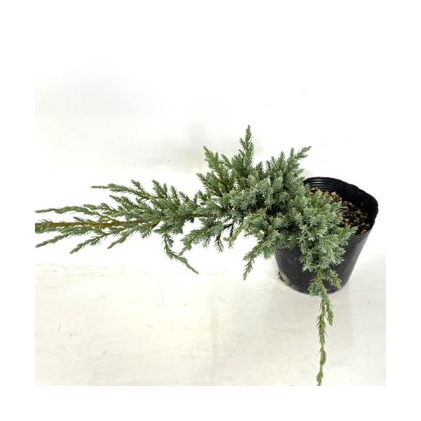 ブルーカーペット / 13.5〜15cmポット （ 単 品 ）  苗 植木 苗木 庭 グランドカバー ぶるーかーぺっと コニファー   お得な【送料無料】セット商品も販売中。↑<br>