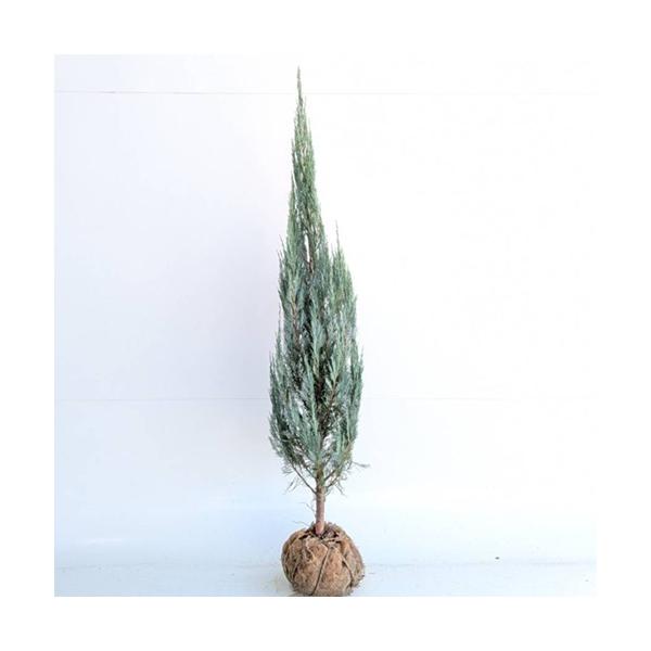 ブルーエンジェル 樹高1.2m前後 根巻 （2本セット）（送料無料）  苗 植木 苗木 庭  ぶるーえんじぇる コニファー