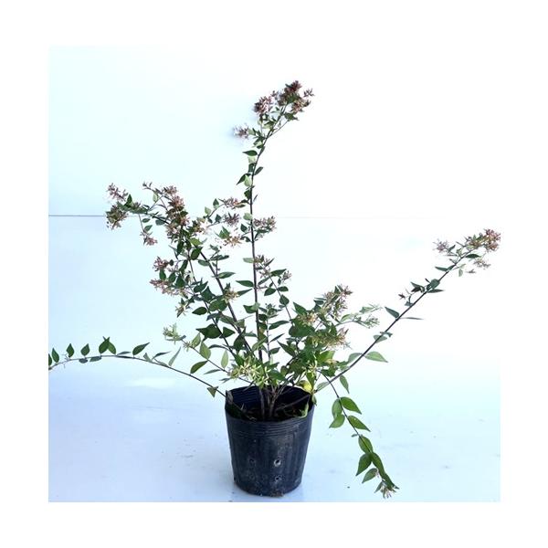 アベリア 樹高0.4m前後 15cmポット （ 単 品 ）  苗 植木 苗木 庭  あべりあ ベーシック グランディフローラ   お得な【送料無料】セット商品も販売中。↑<br>