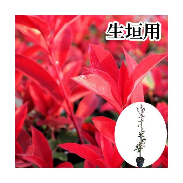 レッドロビン 樹高0.8m前後 15cmポット （ 単 品 ）  苗 植木 苗木 庭  れっどろびん    お得な【送料無料】セット商品も販売中。↑<br>