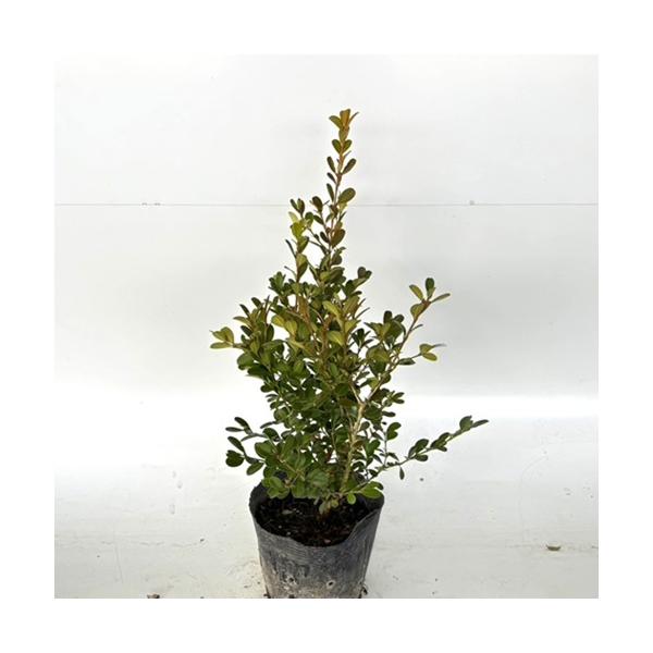 ボックスウッド 樹高0.3m前後 15cmポット （20本セット）（送料無料）  苗 植木 苗木 庭  ぼっくすうっど