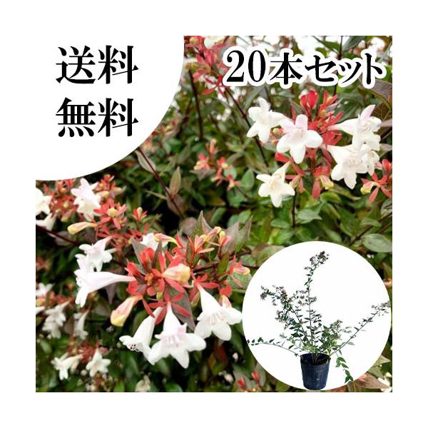 アベリア 樹高0.3m前後 15cmポット （20本セット）（送料無料）  苗 植木 苗木 庭  あべりあ ベーシック グランディフローラ