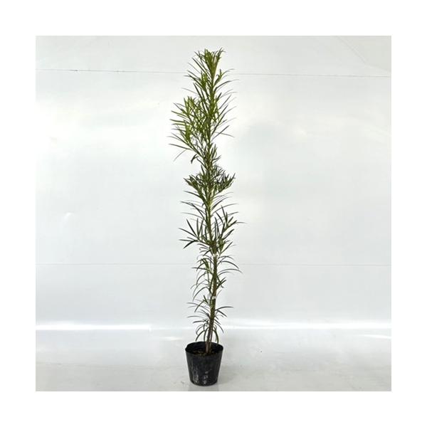 イヌマキ 樹高0.8m前後 15cmポット （15本セット）（送料無料）  苗 植木 苗木 庭  いぬまき 犬槇